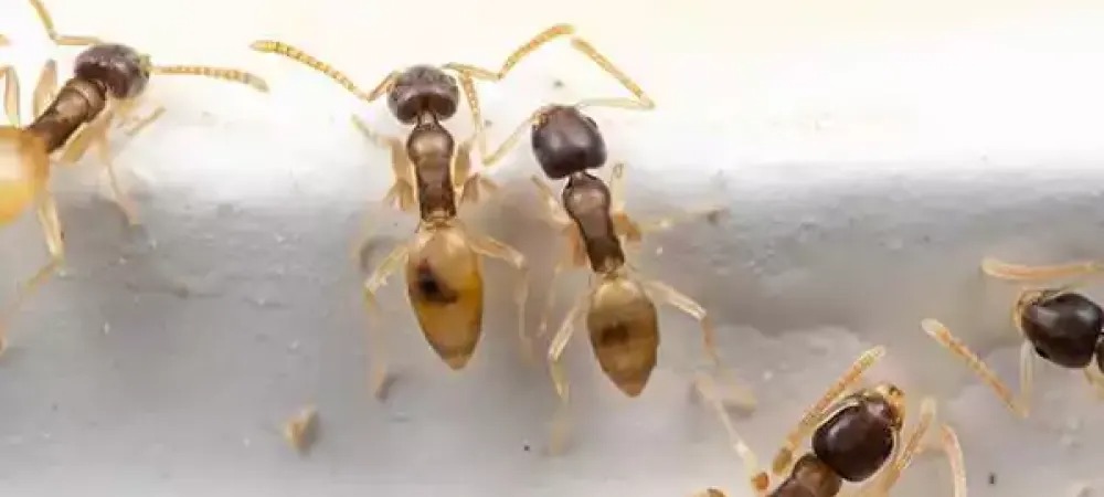 Ghost Ants