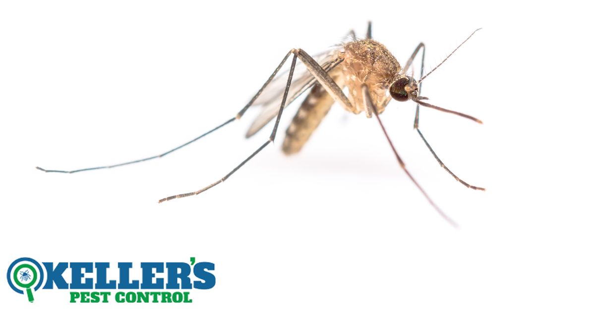 Understanding the Life Cycle of Mosquitoes and How to Break It